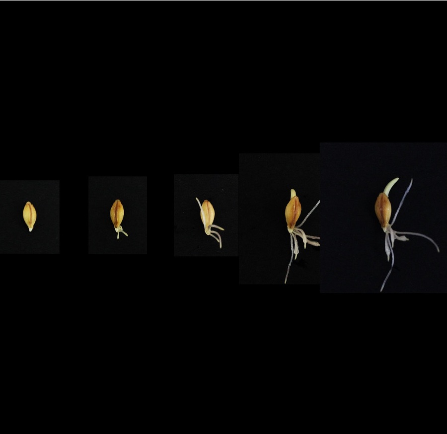 Examining gene expression in barley germination